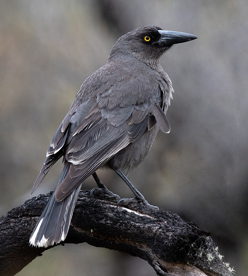 51 Most Common Western Australia Birds - The Worlds Rarest Birds